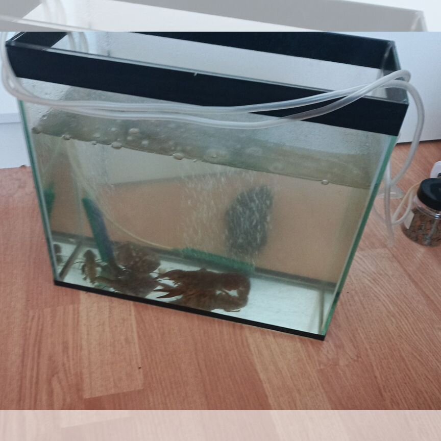 Аквариум с раками