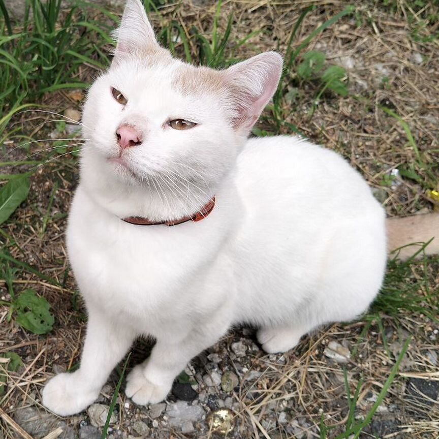 Кот