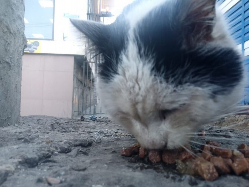 Кот пропадает