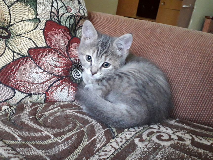Котенок девочка 2 месяца