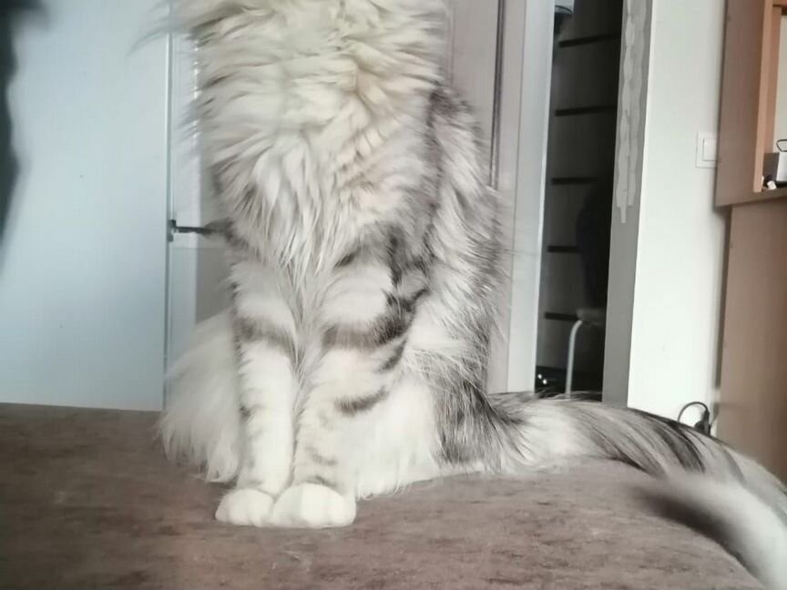 Мейкун кошка ищет жениха на вязку