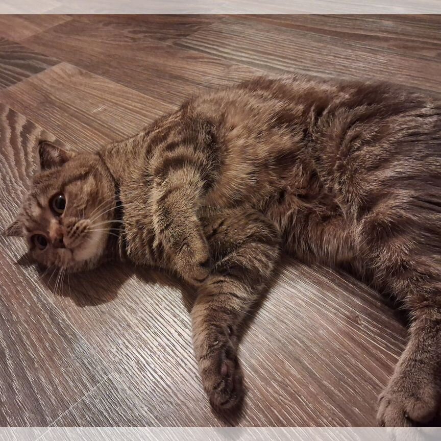 Шотландская вислоухая короткошёрстная, взрослая кошка