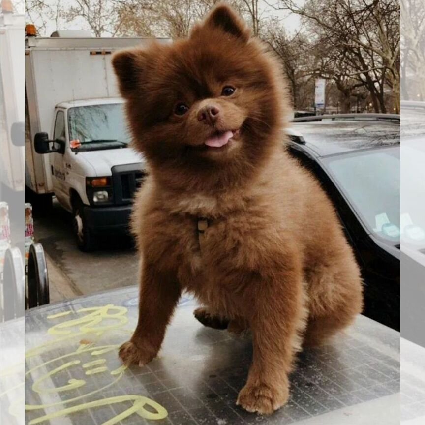 Шпиц шоколад