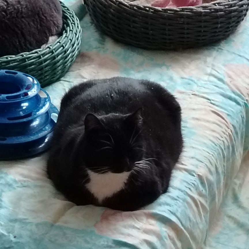 Кот