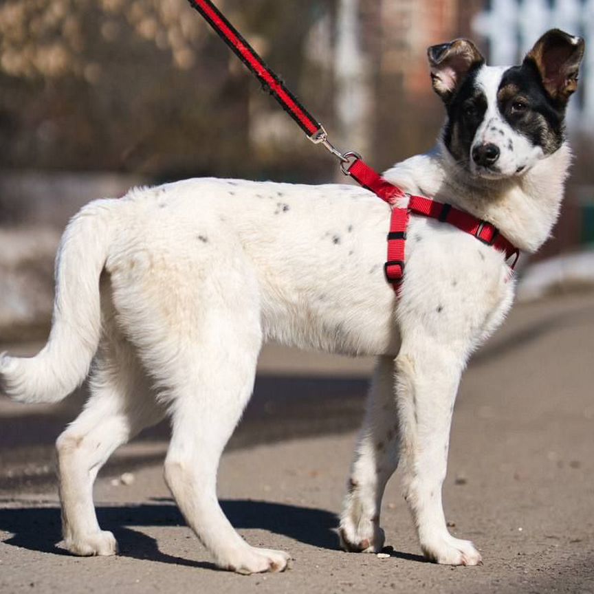 Австралийский хилер, щенок