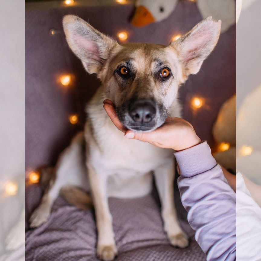 Собака в добрые руки