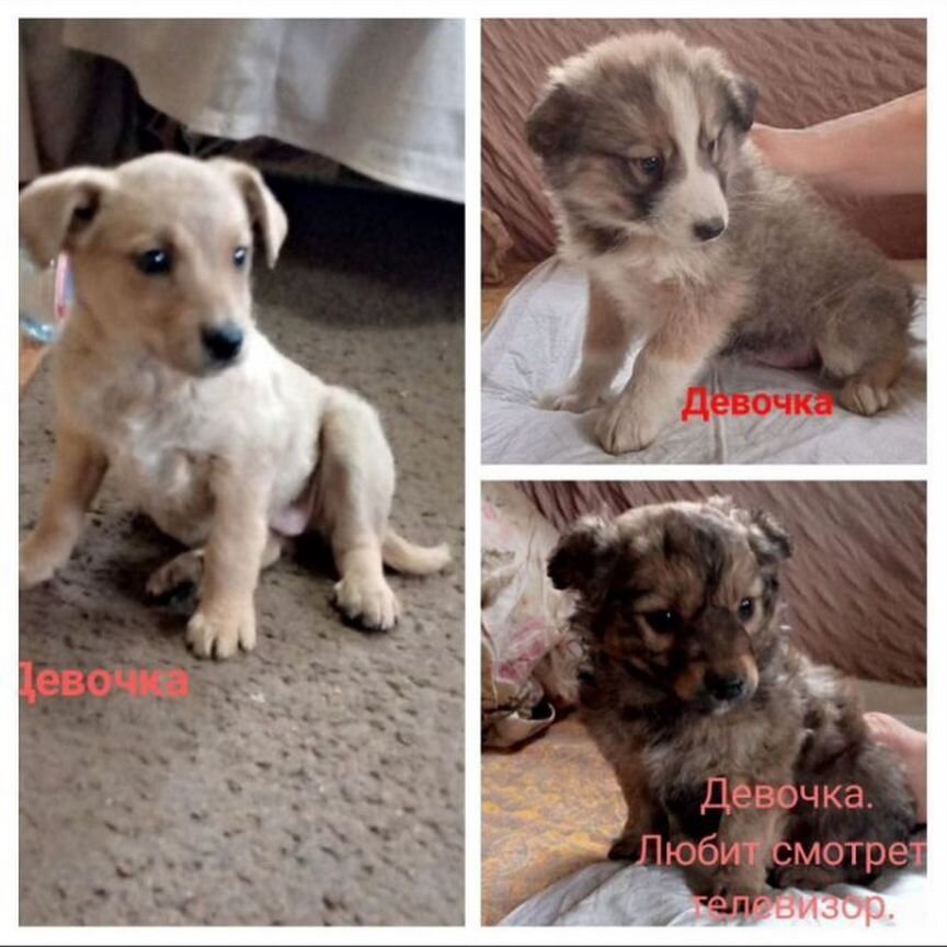 Очаровательные щенки в добрые руки