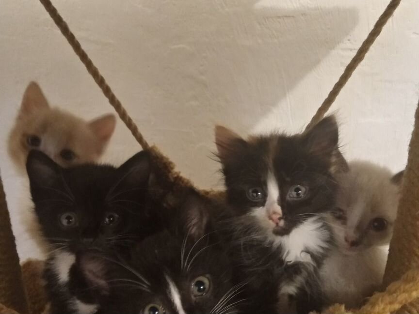 Котята 150