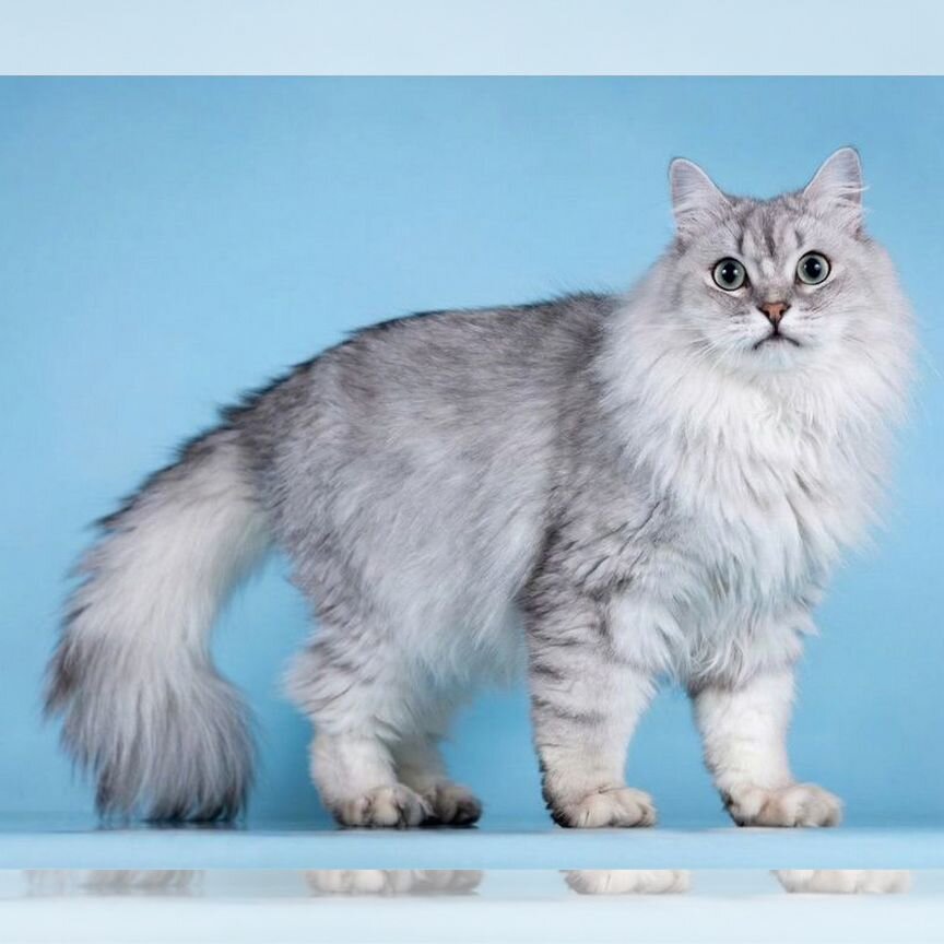 Сибирский, взрослый кот