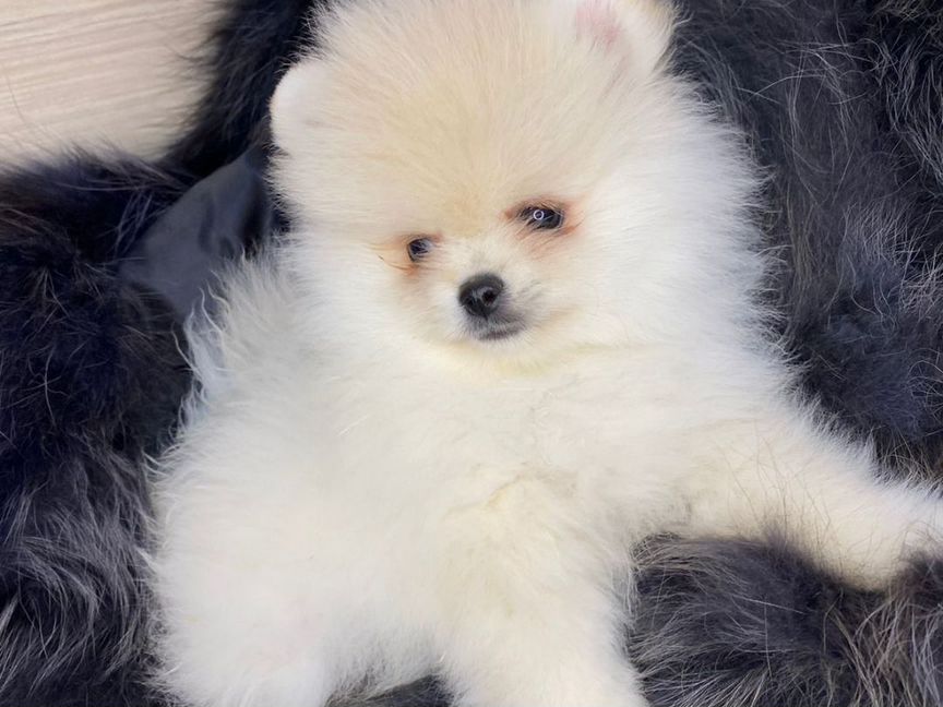 Щенки шпица