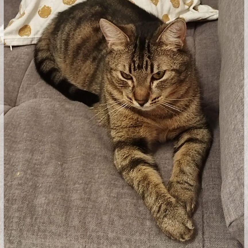 Компанейский кот