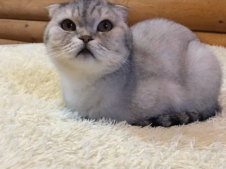 Британский кот