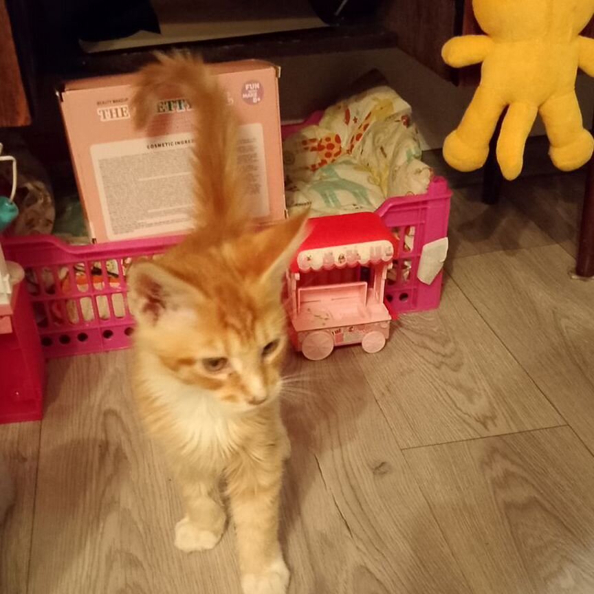 Мейн-кун котёнок