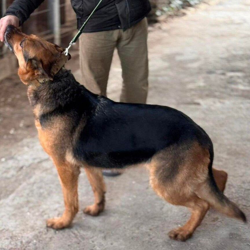 Милли ищет семью