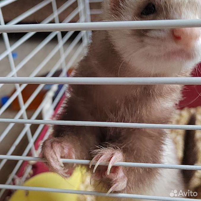 Хорек с клеткой