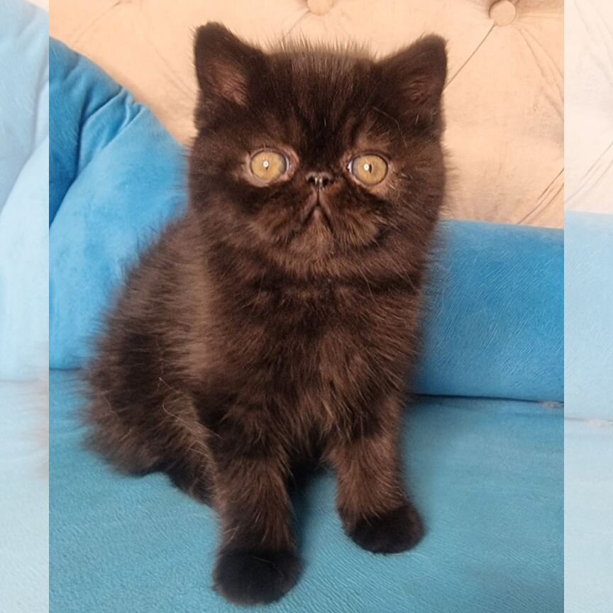 Экзотический короткошёрстный котёнок