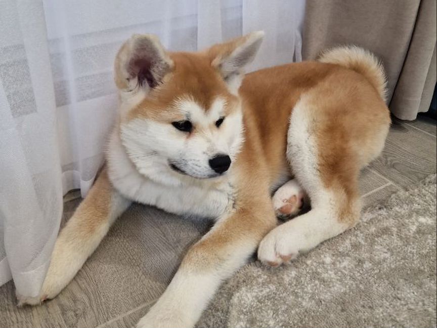 Щенки акита ину девочка