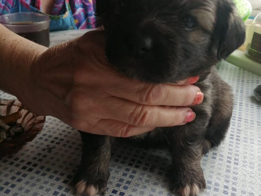 Собака в добрые руки отдам бесплатно щенки