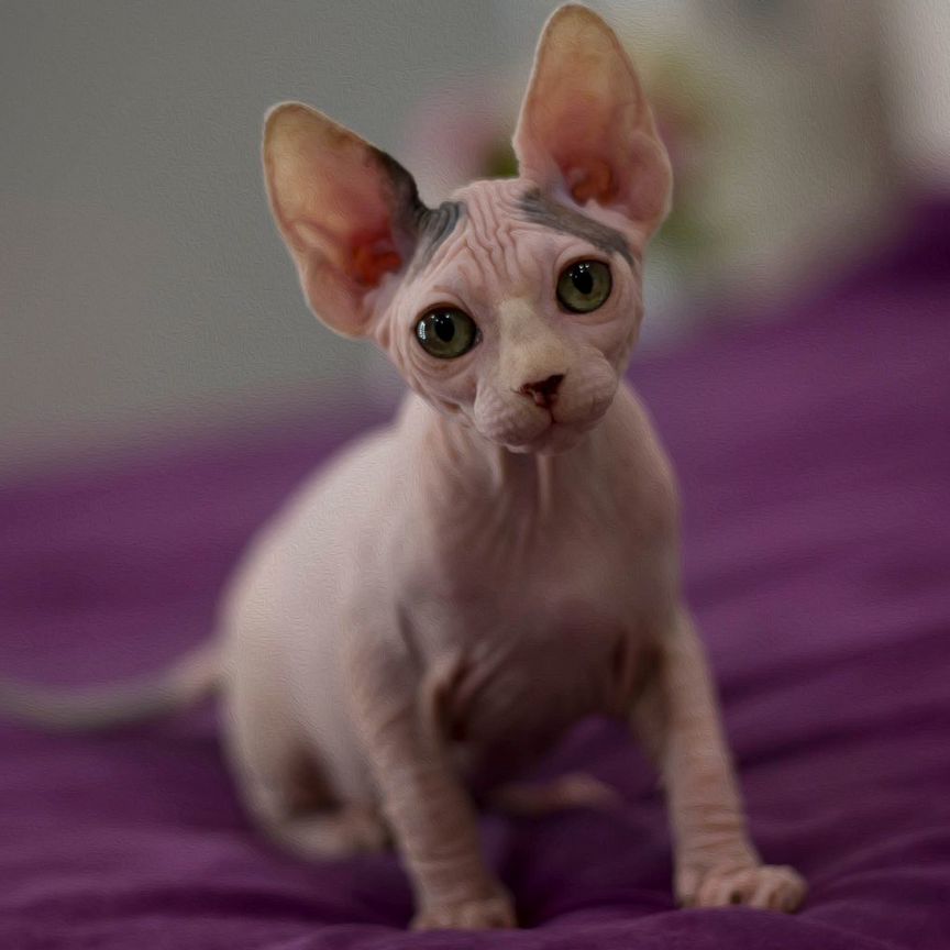 Канадский сфинкс котёнок
