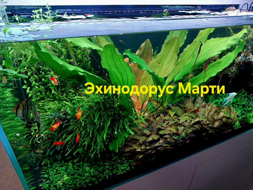 Растения для аквариума от 50 р