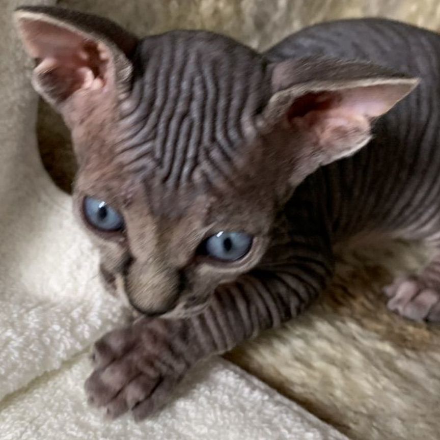 Канадский сфинкс котёнок