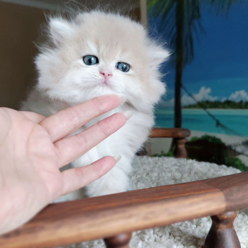 Котята золотая шиншилла