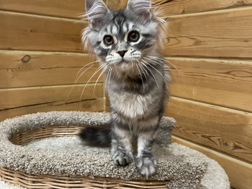 Котята мейн-кун