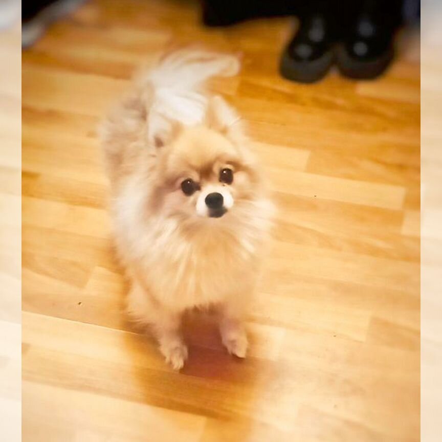 Шпиц девочка