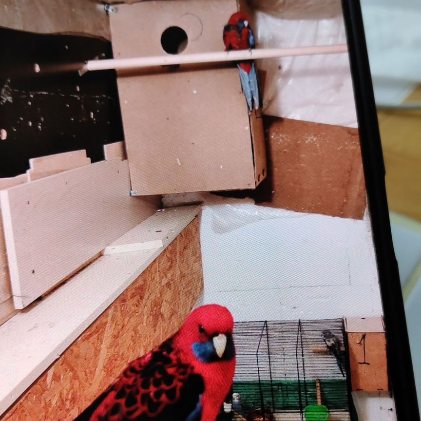 Пенантовая розелла