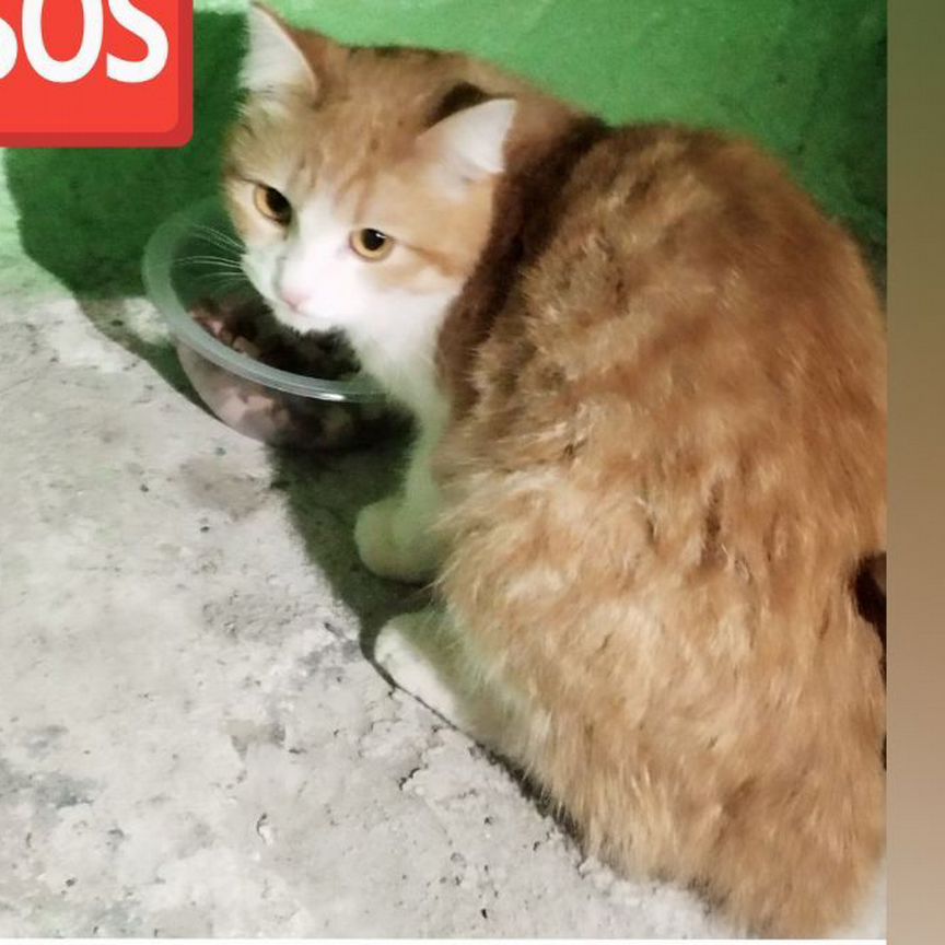 Домашние животные кошки