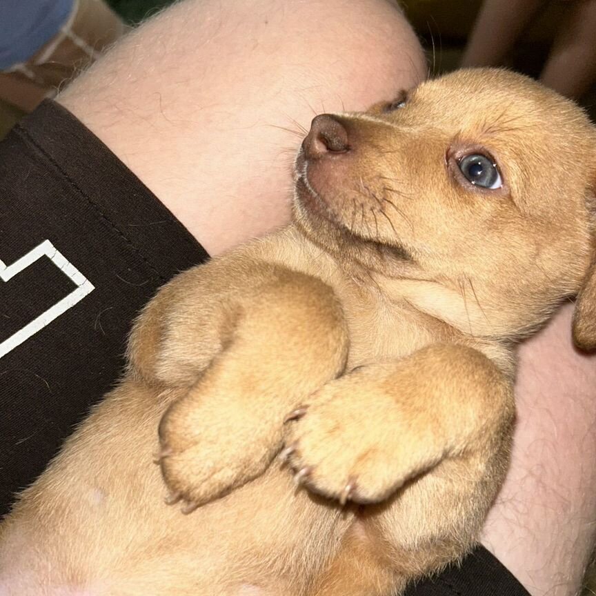 Отдам щенят