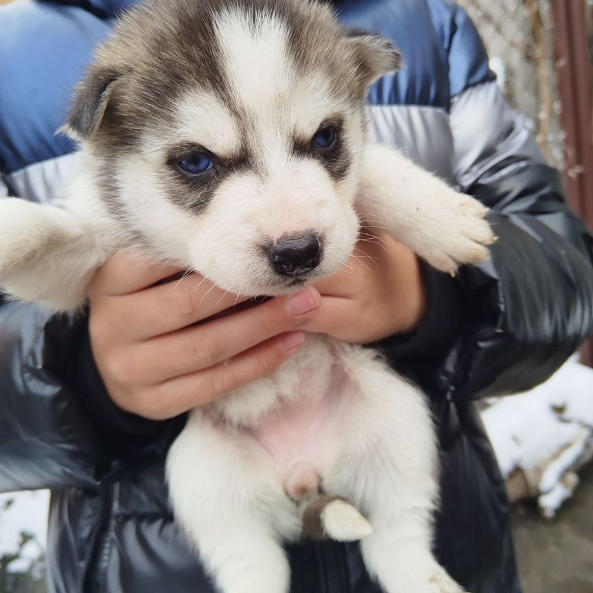 Сибирский хаски