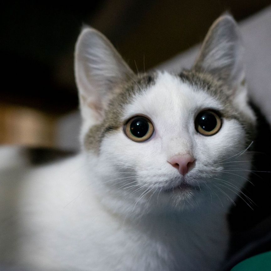 Захар котенок