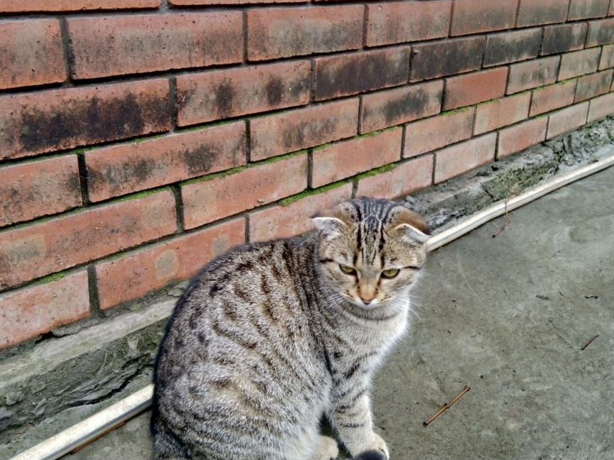 Котята выживают на улице, помогите найти им дом