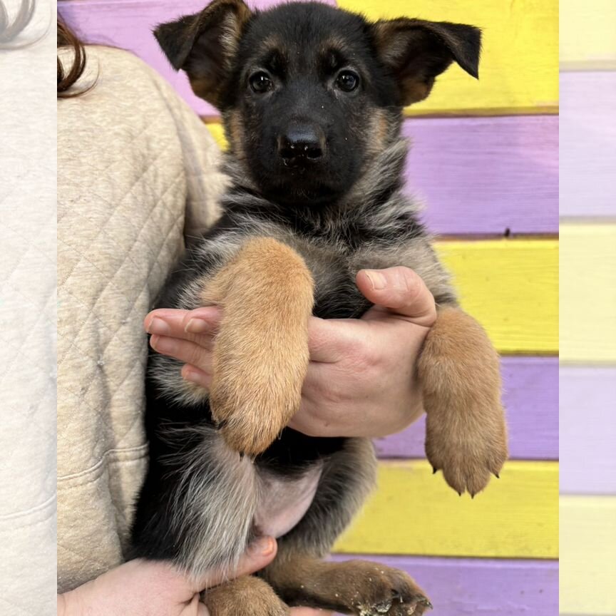 Немецкая овчарка девочка 2 месяца