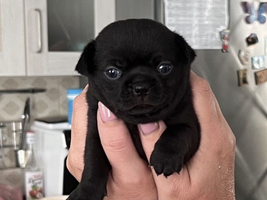 Щенки чихуахуа стандарт