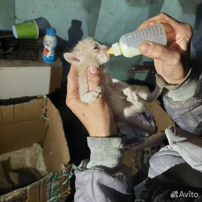 Невозможно пройти мимо этих маленьких деток