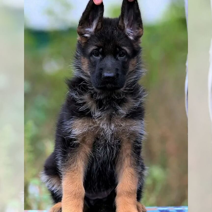 Немецкая овчарка, щенок