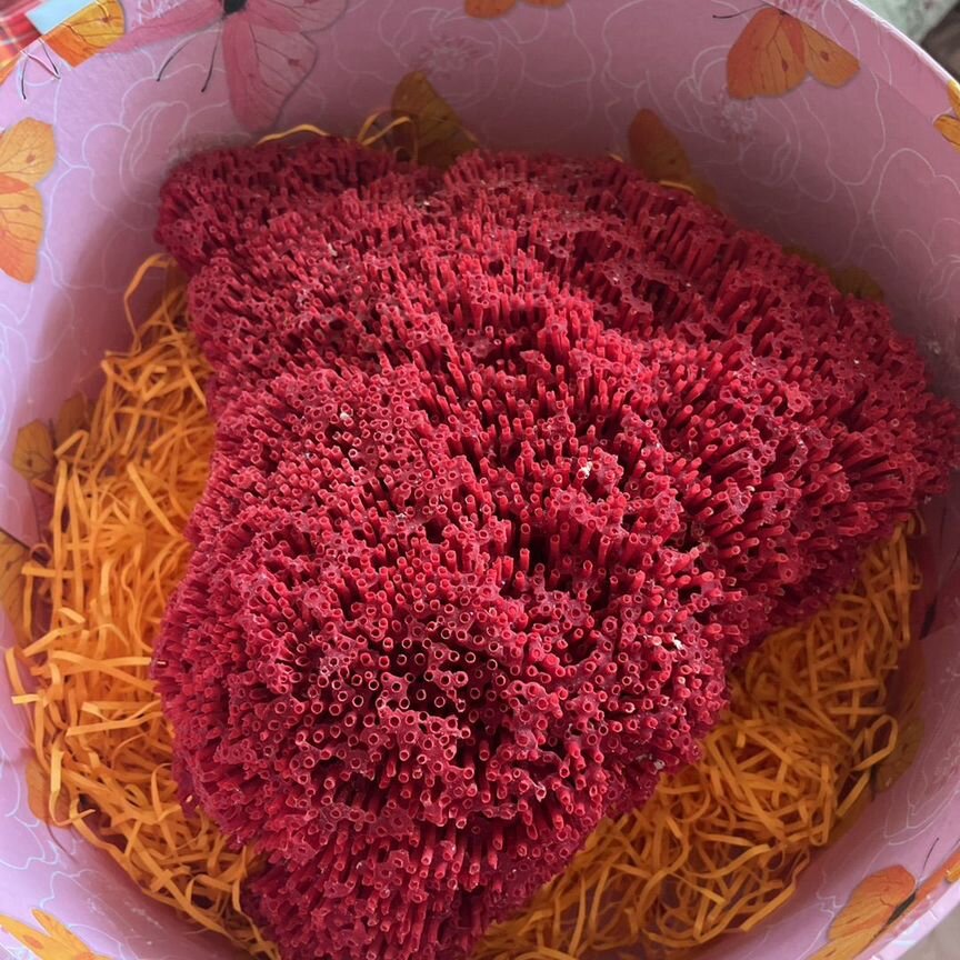 Красный трубчатый коралл