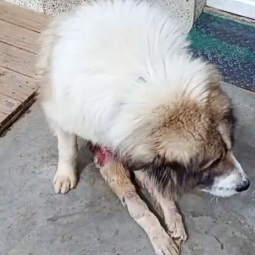 Московская сторожевая, взрослый пёс