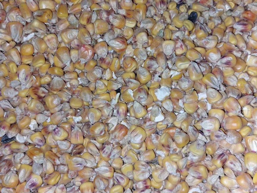 Кукуруза цельная