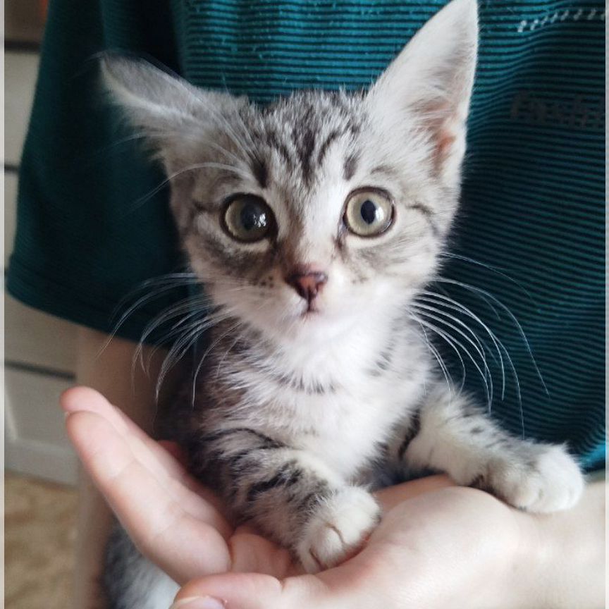 Котёнок в добрые руки