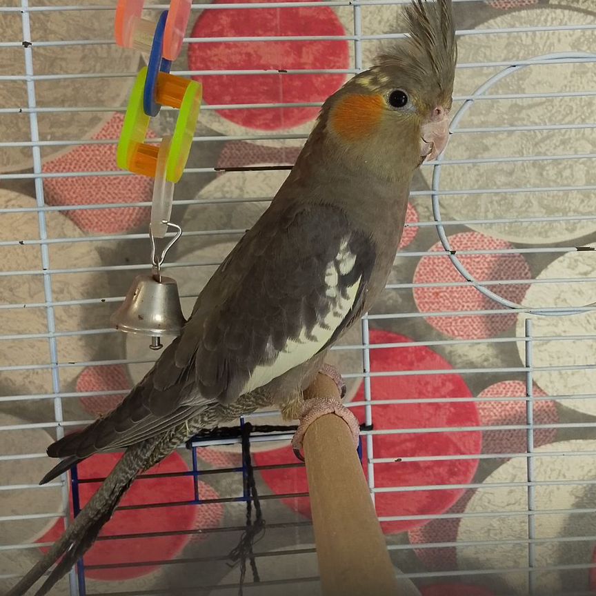 Попугай Корелла с клеткой