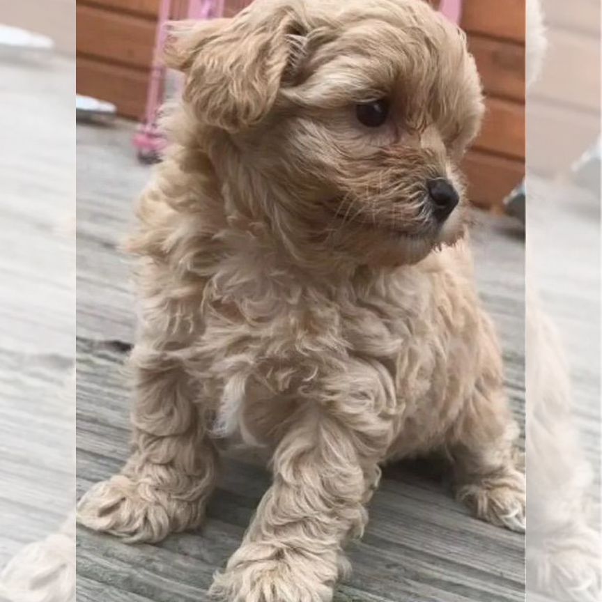 Мальтипу, щенок