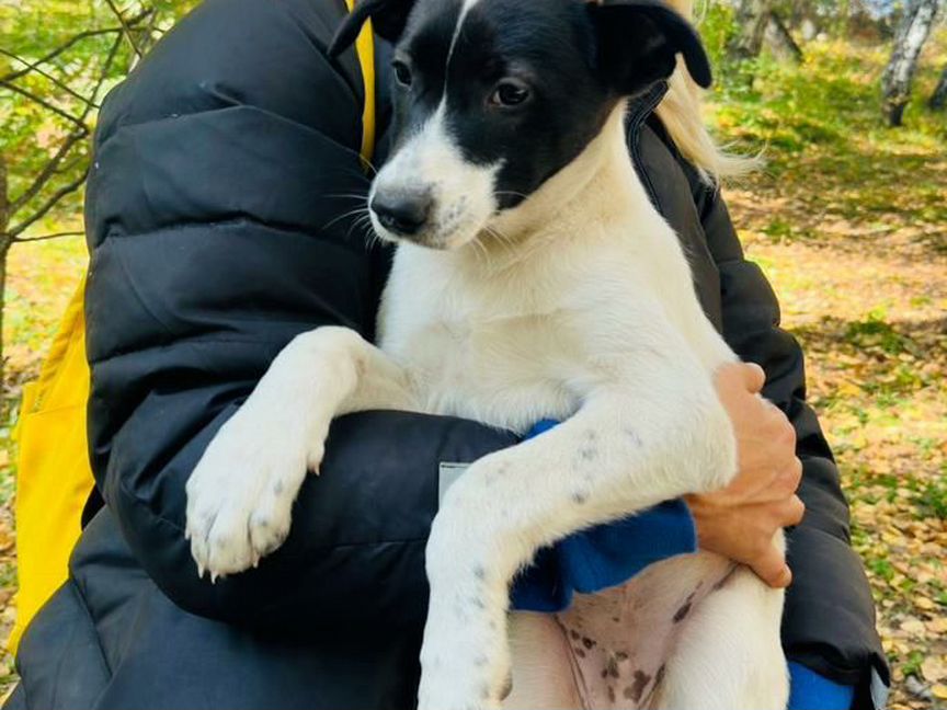 Бим ищет хозяина