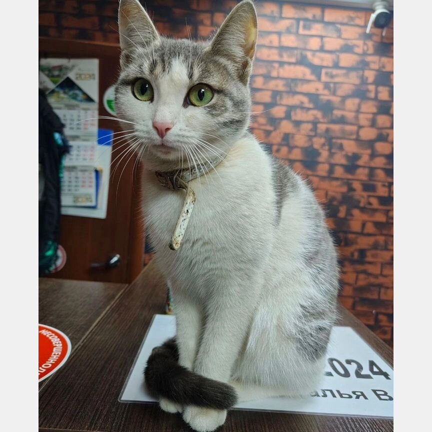 Молодая стерилизованная кошка