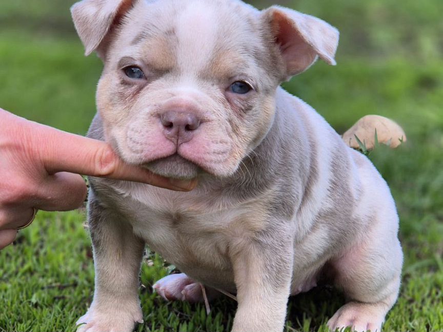 Американский булли тип микро (девочка)