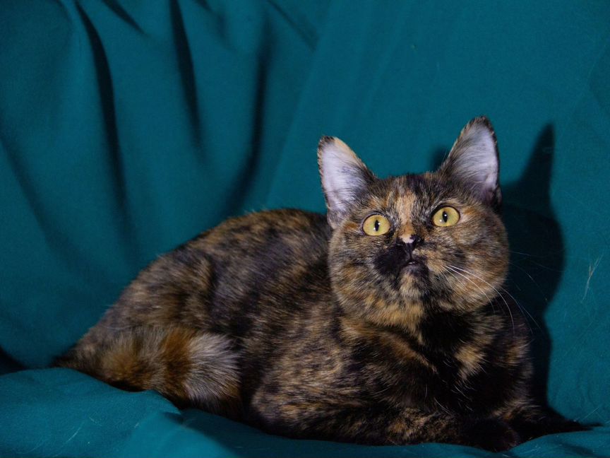 Кошка Корделия в поисках дома