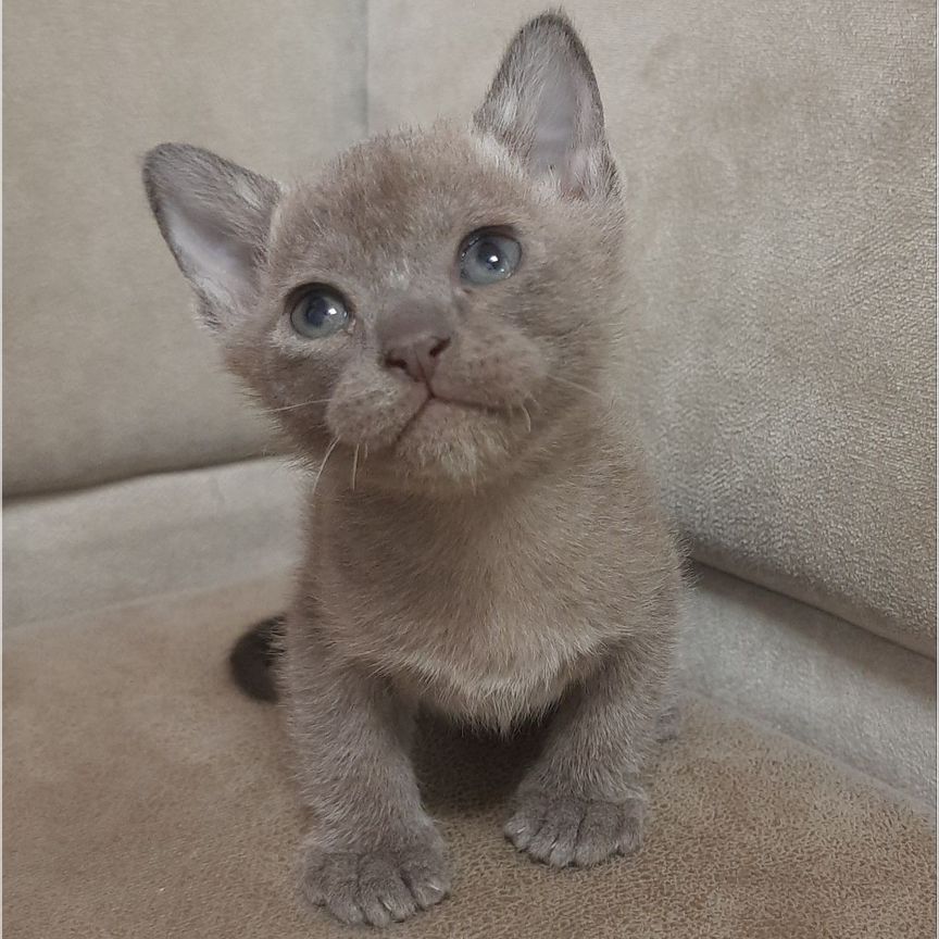 Бурманские котятки