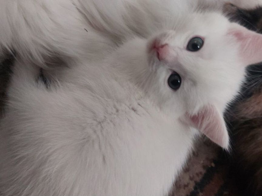 Отдам котят